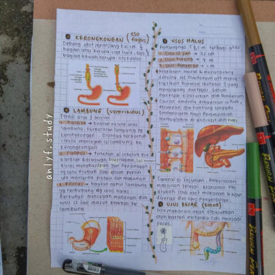 Rangkuman Sistem Pencernaan Kelas 11 - Clear Indonesia News