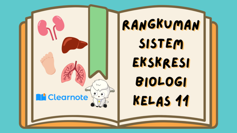 Rangkuman Sistem Ekskresi Kelas 11 - Clear Indonesia News